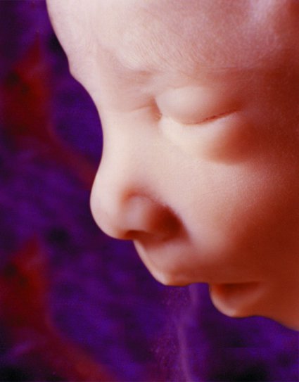 Fetal Development - Beltway 8 South Crisis Pregnancy Center